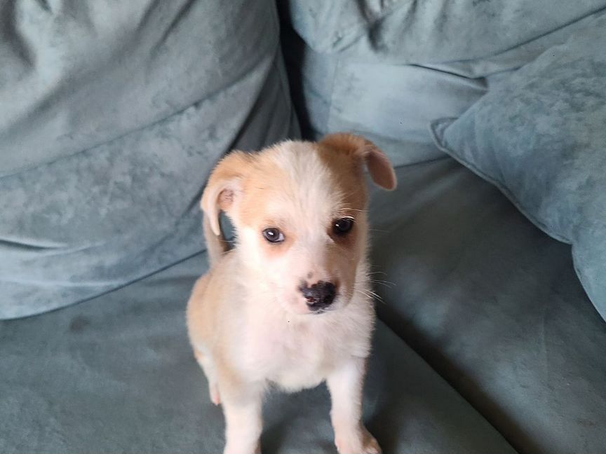 Щенок из отлова ждёт своих хозяев