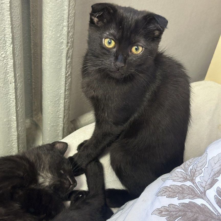 Котёнок в добрые руки