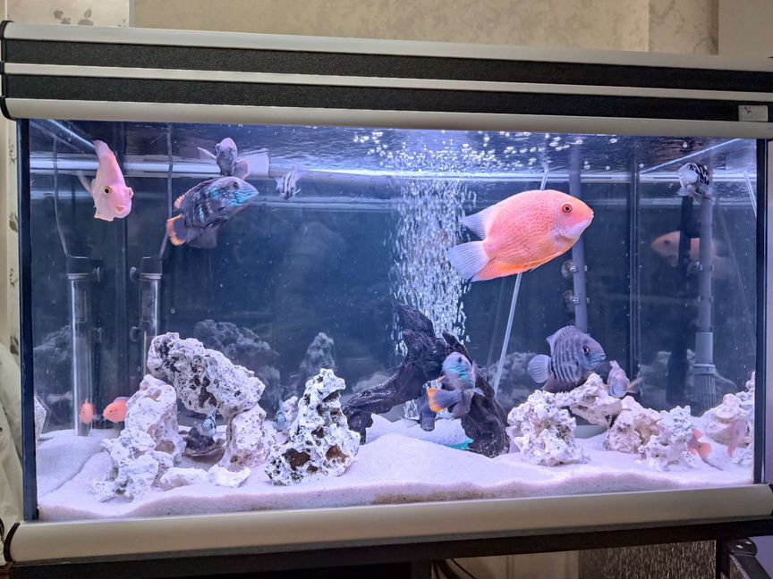 Аквариум Aquatlantis (Португалия) с тумбой