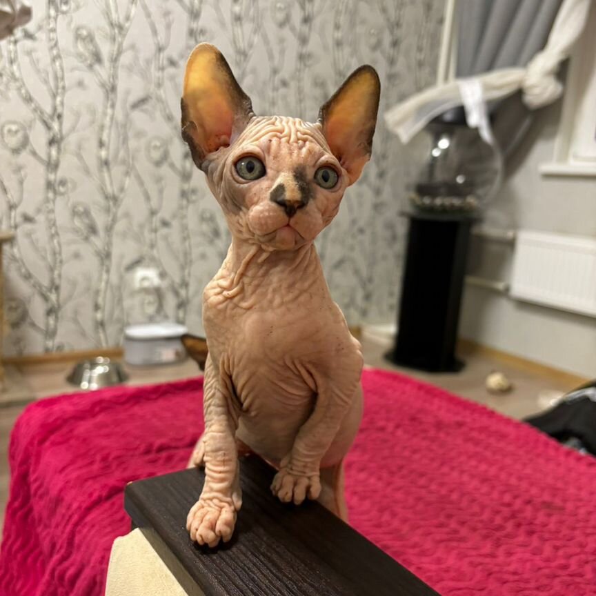Котята сфинкса, девочка сфинкс, сфинкс