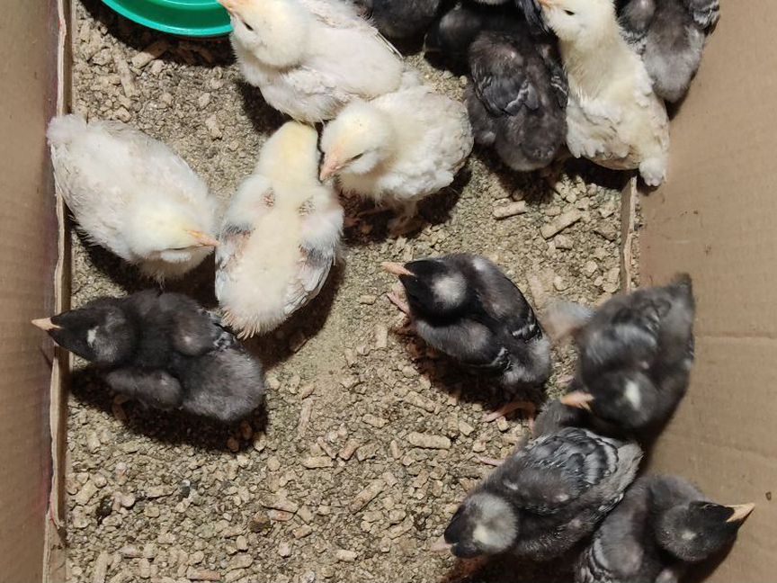 Цыплята, доминант, бройлер импорт, индейка