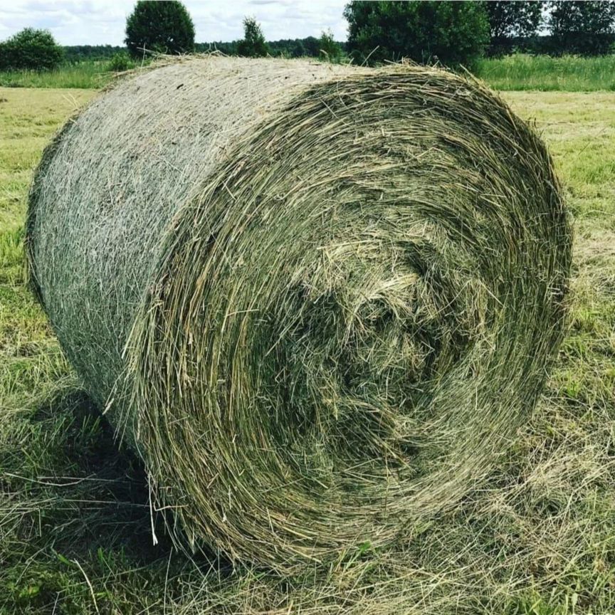 Сено в рулонах