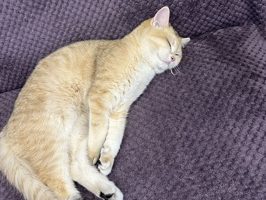 Кот золотая шиншилла