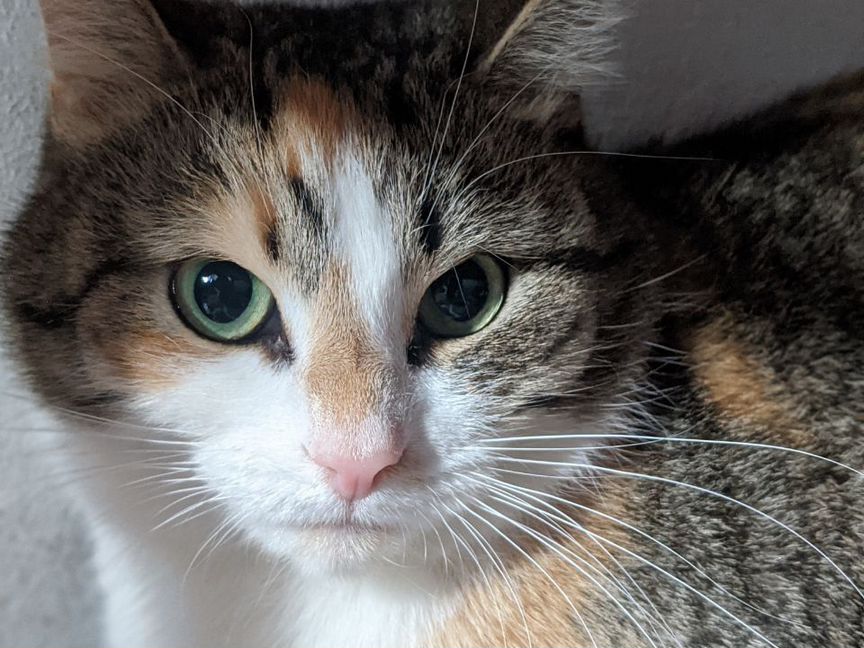 Кошка разноцветная красотка