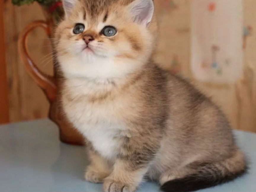 Шотландские плюшевые котодетки