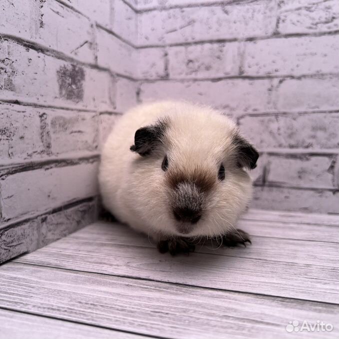 Морская свинка тедди калифорния, мальчик