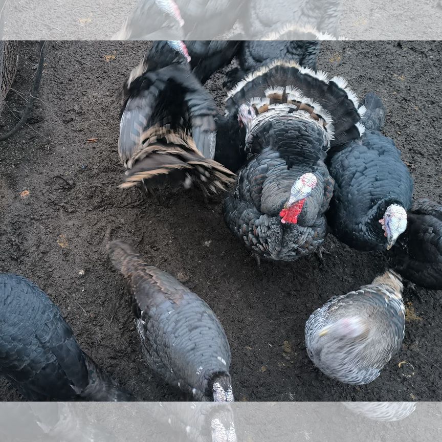 Индюки домашние