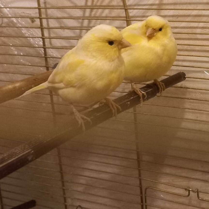 Волнистый попугай и канареки Амадинкие