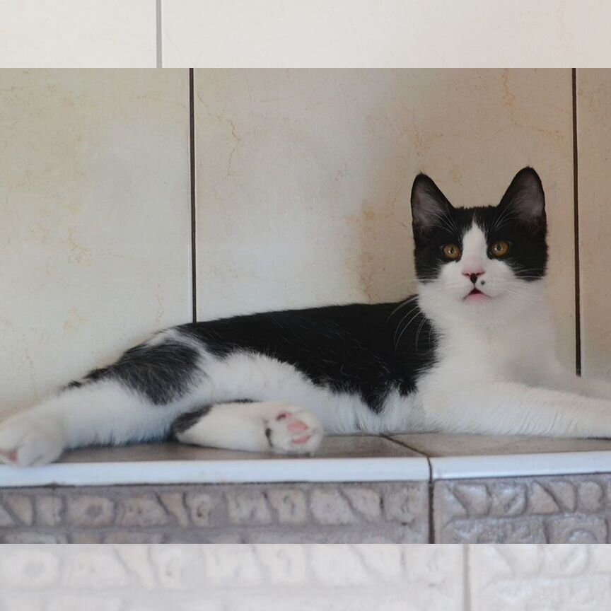 Котики Курильского бобтейла