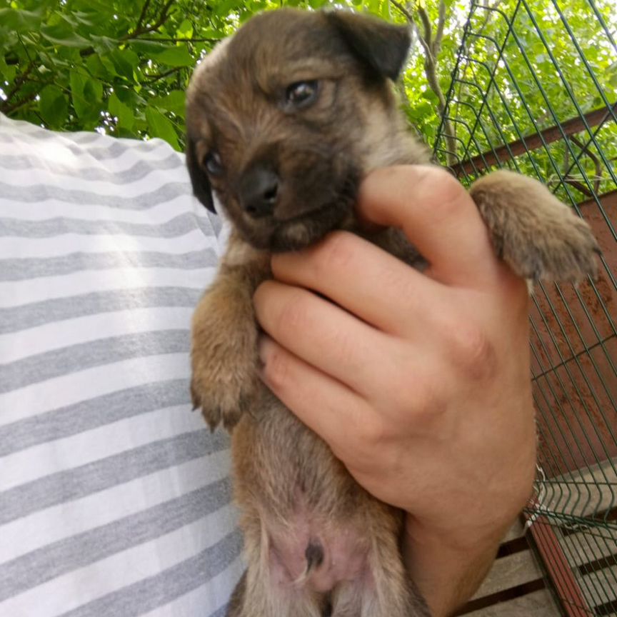 Нашли брошенных щенков, ещё маленьких