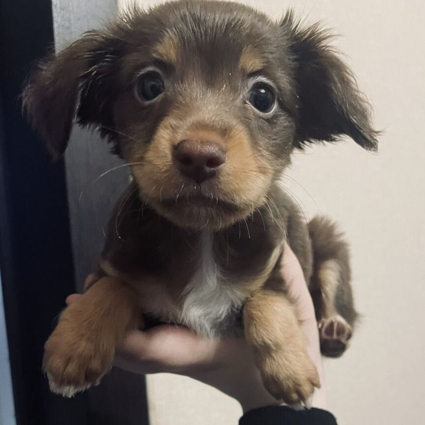 Русский той-терьер, щенок