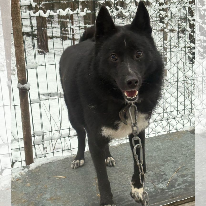 Взрослый пёс в добрые руки