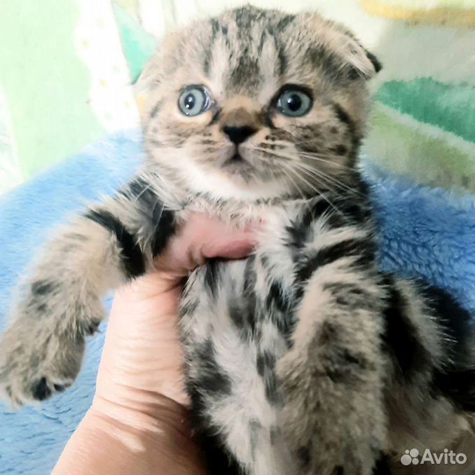 Шотландская мраморная кошечка