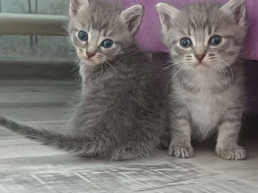 Котята-мальчики. Четыре оттенка серого