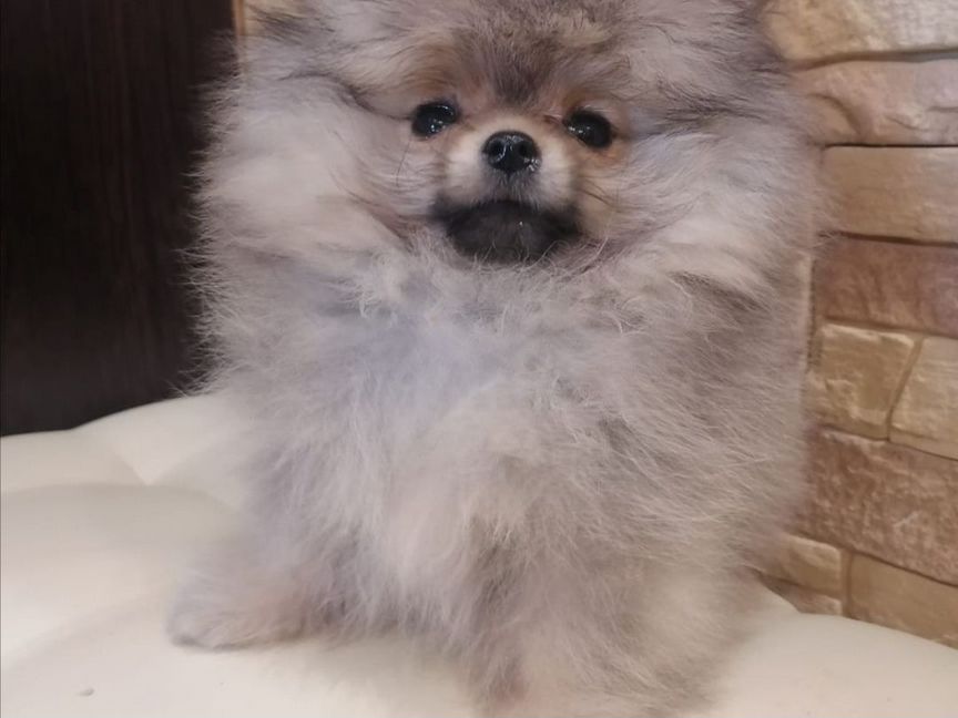 Мини померанчик