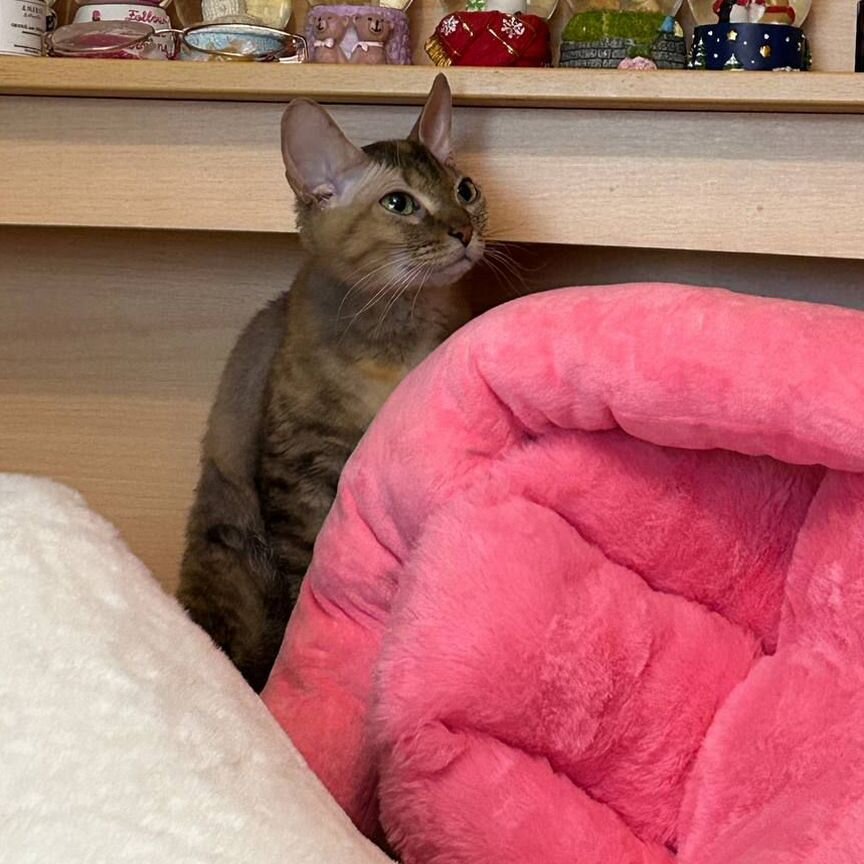 Кошечки ищут дом