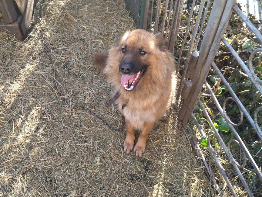 Собака в добрые руки отдам бесплатно