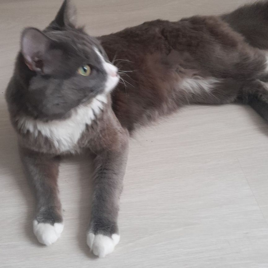 Отдам бесплатно Кота