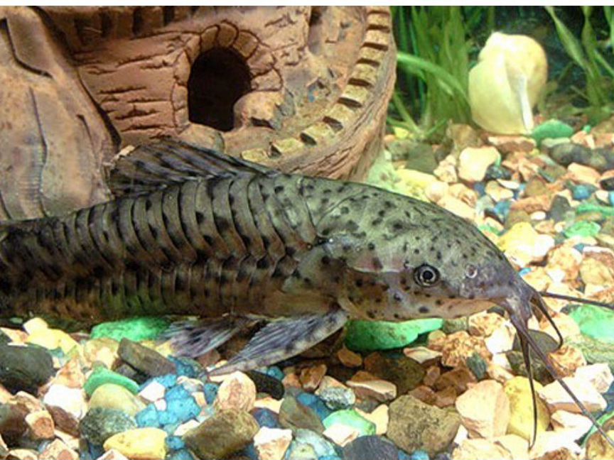 Сом таракатум