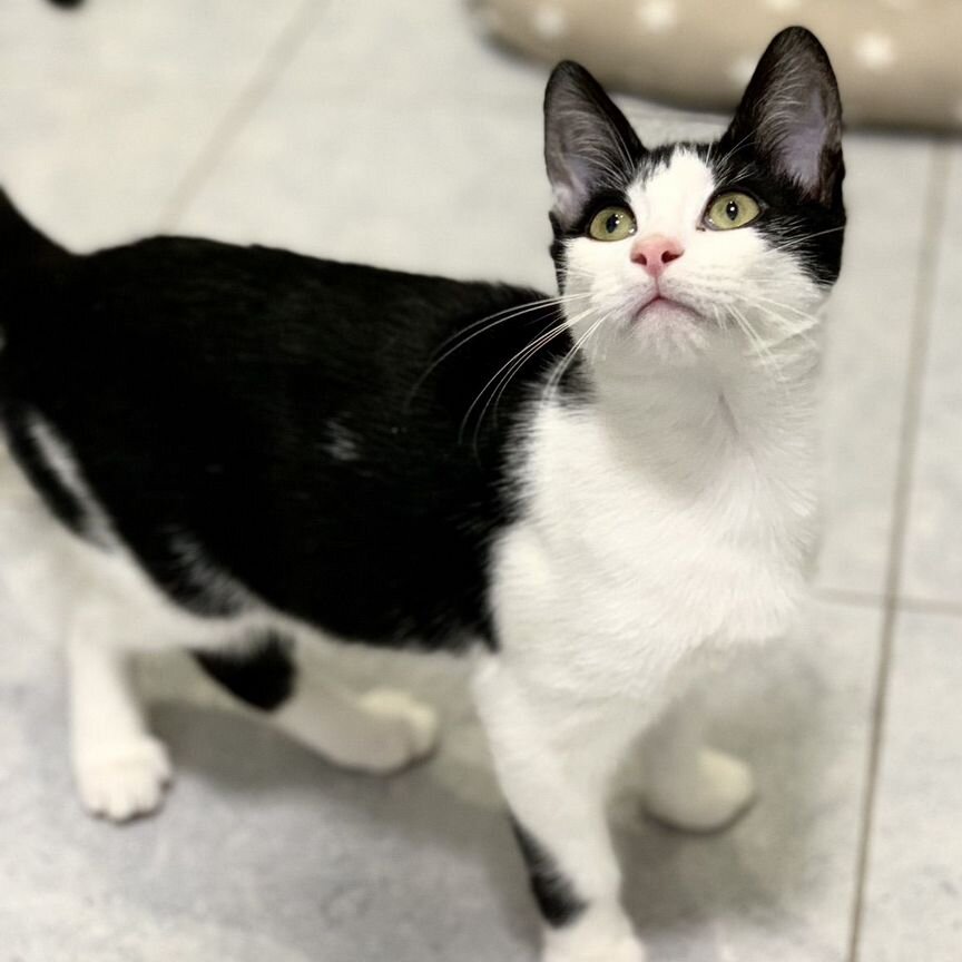 Умненький котенок в дар бесплатно