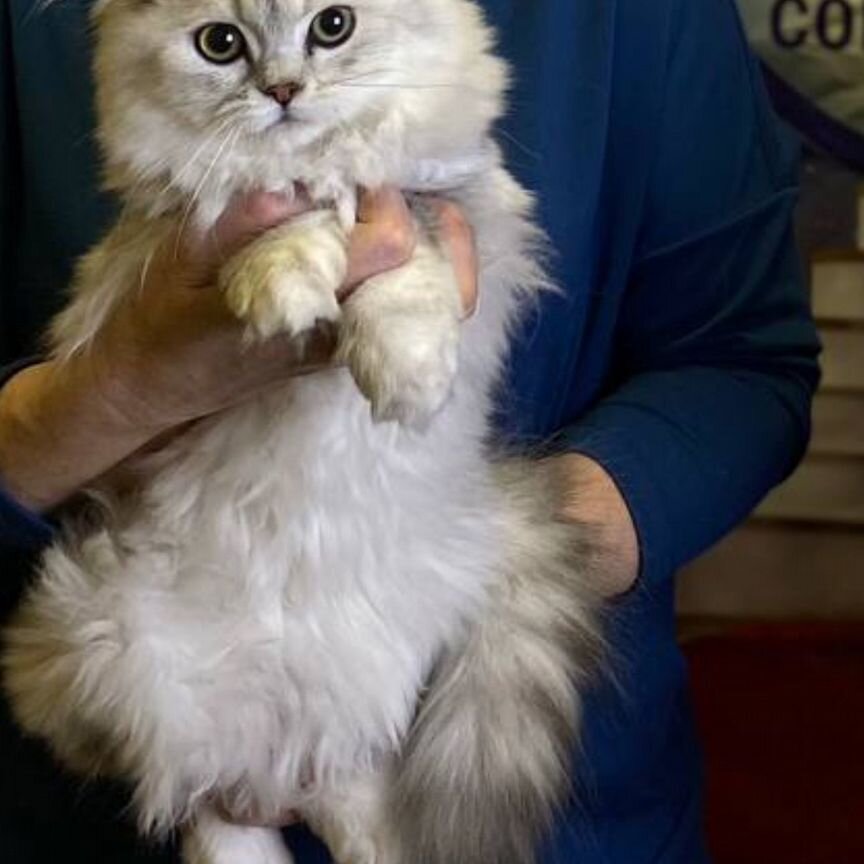 Девочка скоттиш хайленд страйт