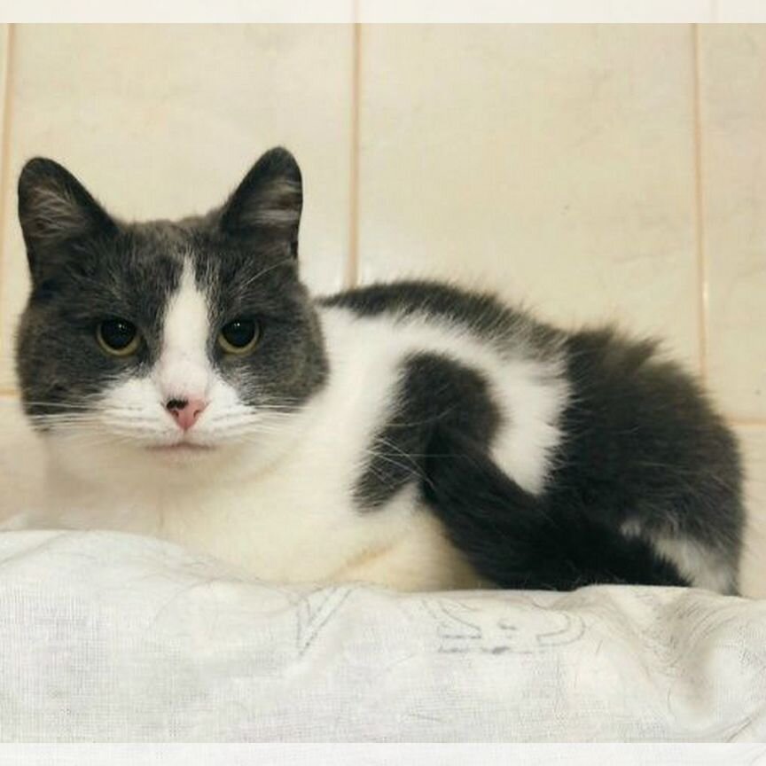 Взрослая, кошка в добрые руки