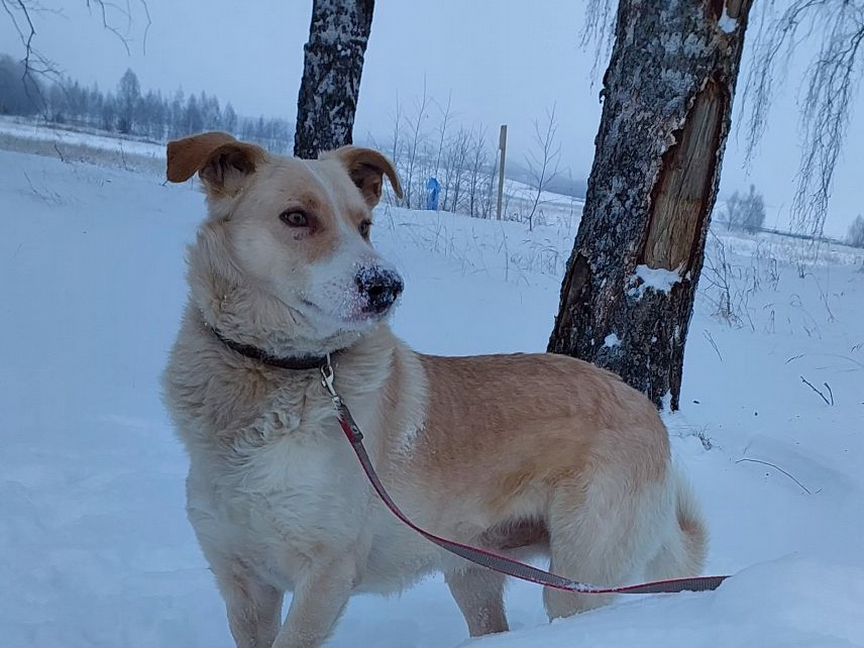 Собака бесплатно