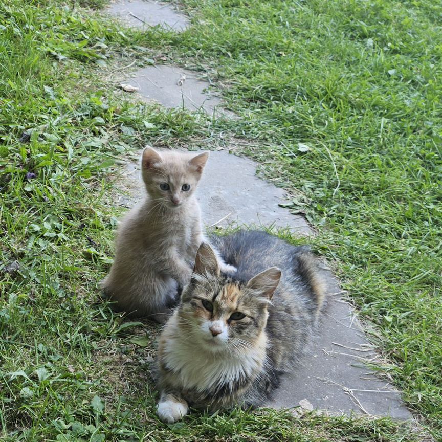 Котята в добрые руки бесплатно