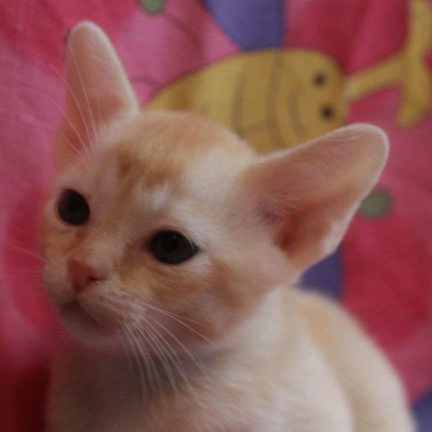 Бурма красный мальчик