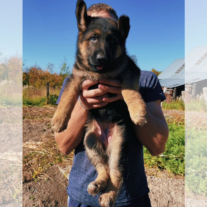 Щенки немецкой овчарки