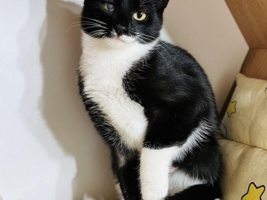 Котенок мальчик