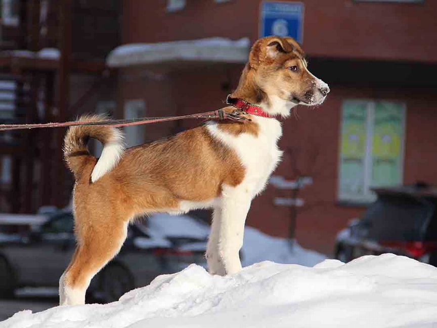 Щенок-девочка Мила