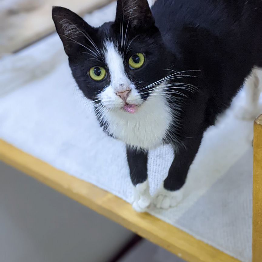 Синди ищет семью