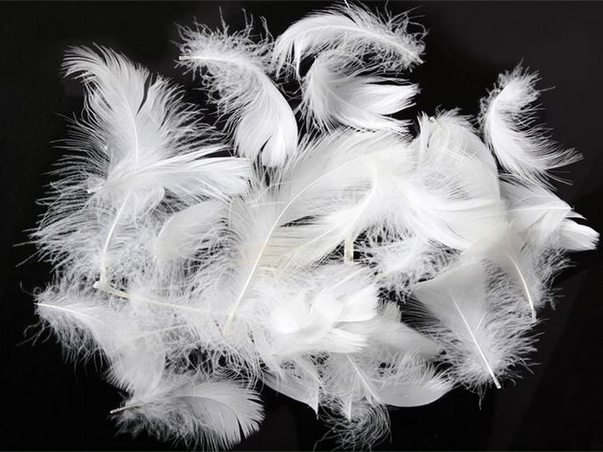 Гусиные перья