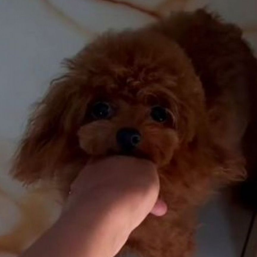 Мальтипу, щенок