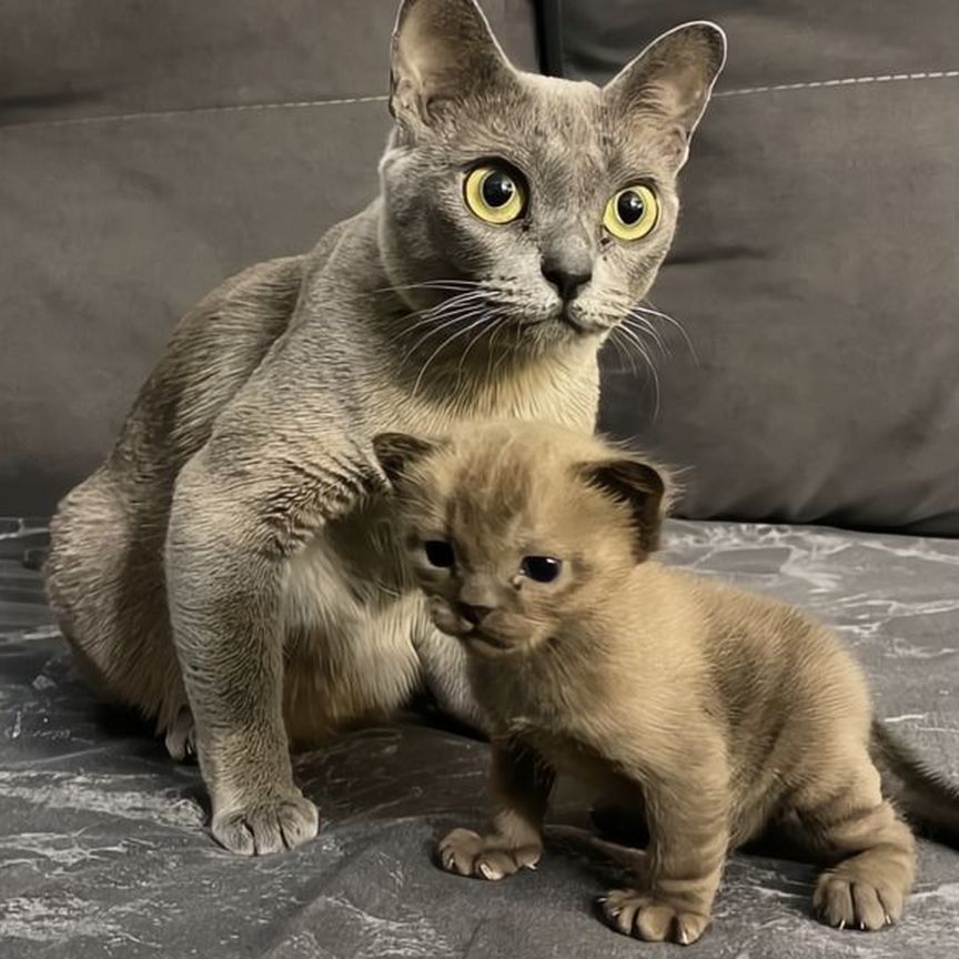 Европейский бурманский котёнок