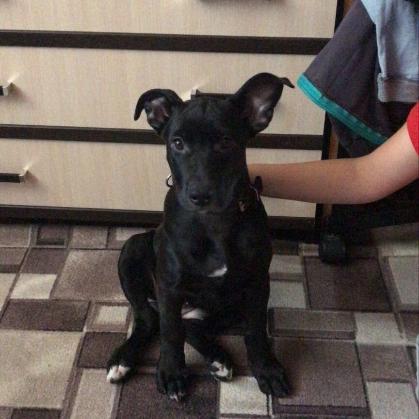 Стаффордширский терьер в добрые руки