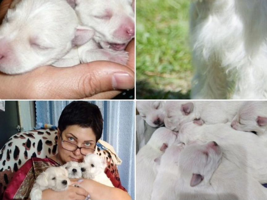 Белые.Цвергшнауцер щенки