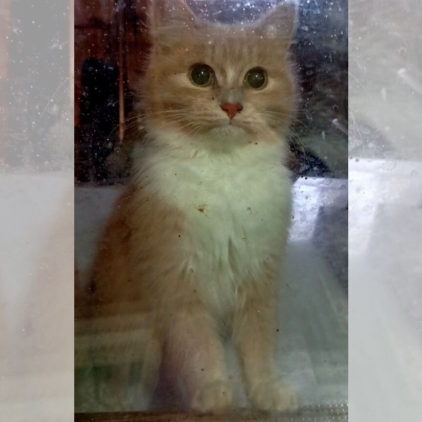 Взрослая, Девочка кошка в добрые руки