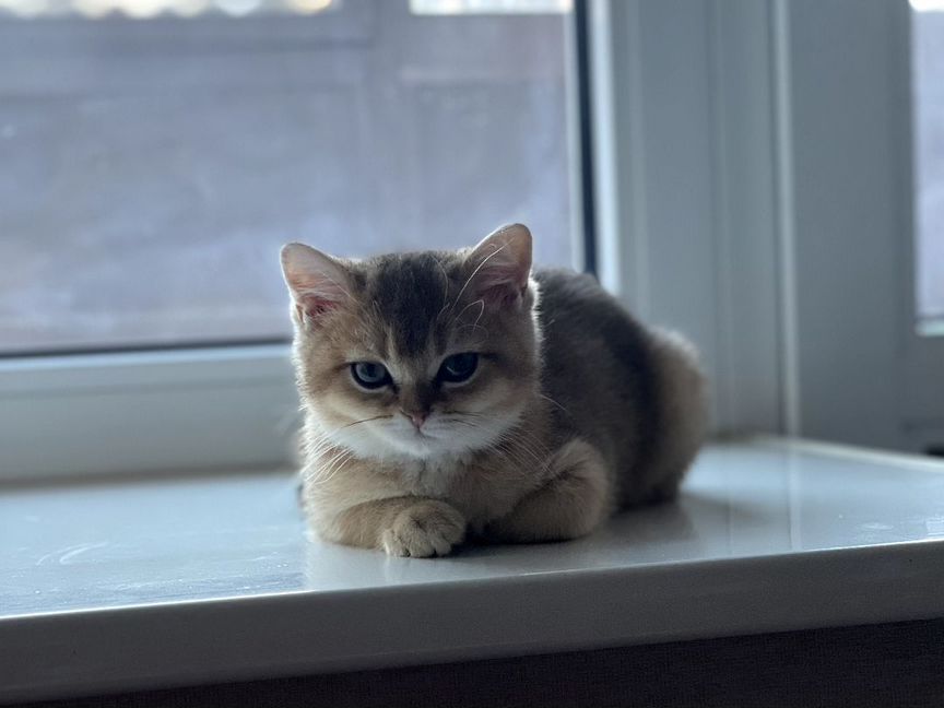 Шотландская золотая шиншила