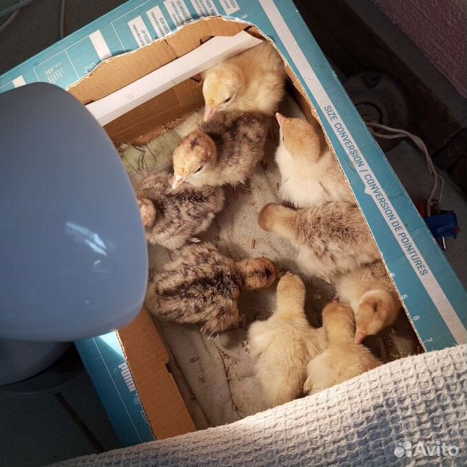 Продам индюшат с индейкой