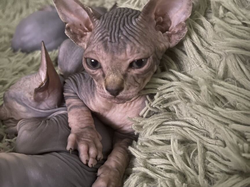 Канадский сфинкс котята