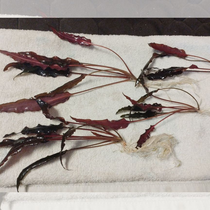 Аквариумное растение