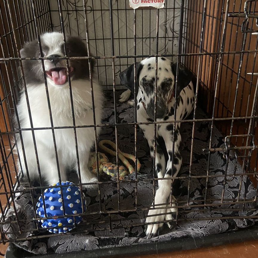 Продаю шенков