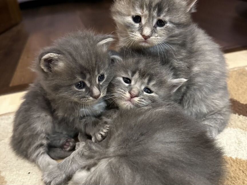 Котята мейн-кун