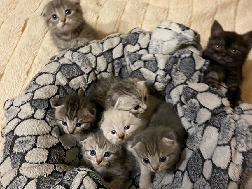 Шотладские вислоухие котята