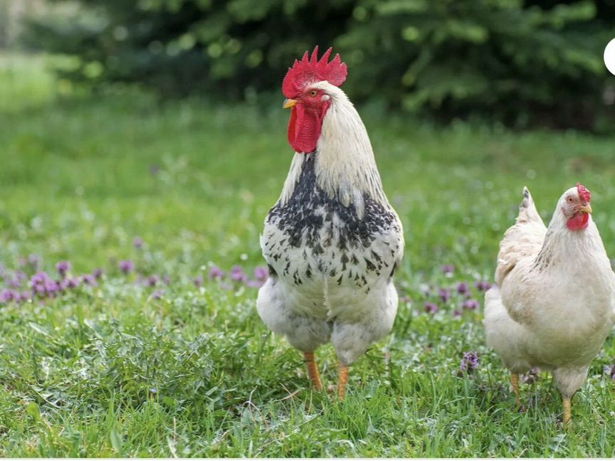 Куры несушки