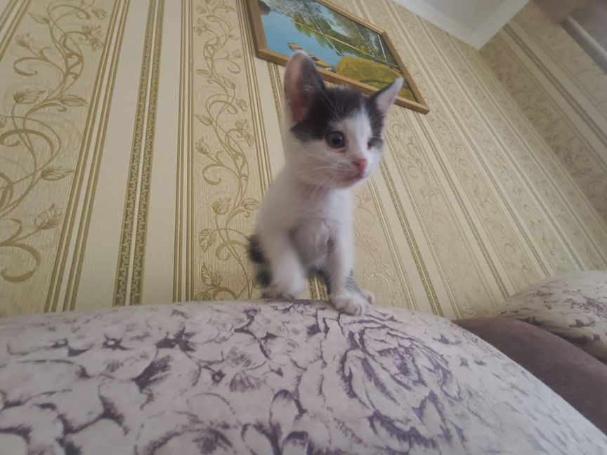 Котенок