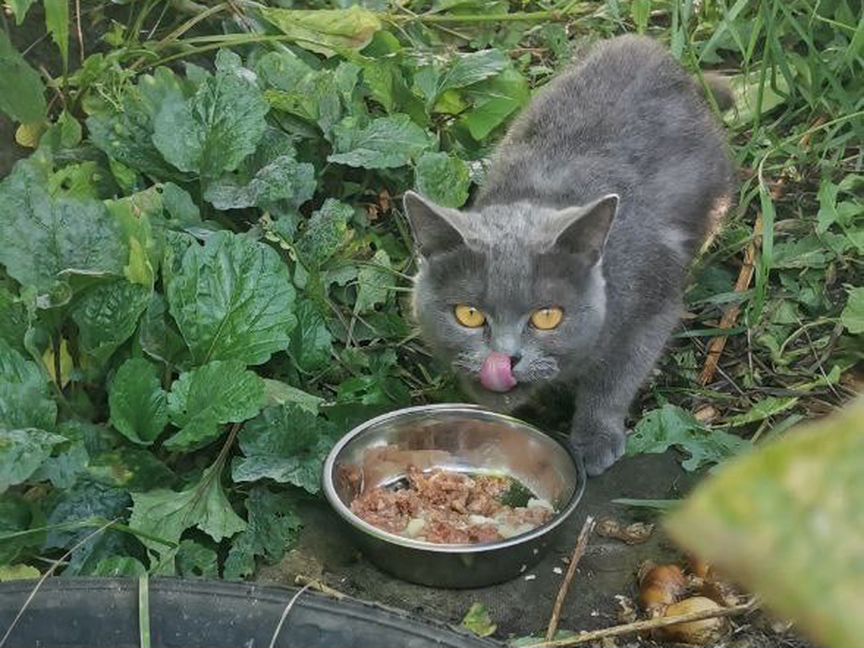 Кошка 8-9 месяцев, британская