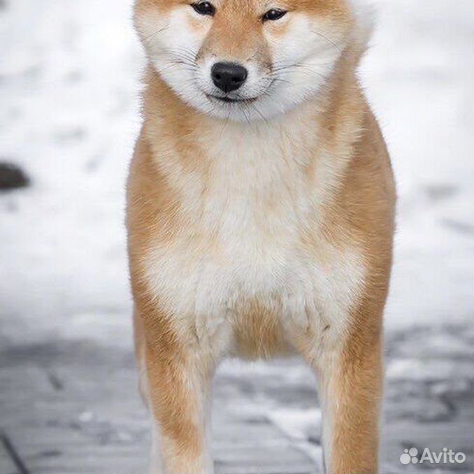 Взрослая шиба сиба ину РКФ